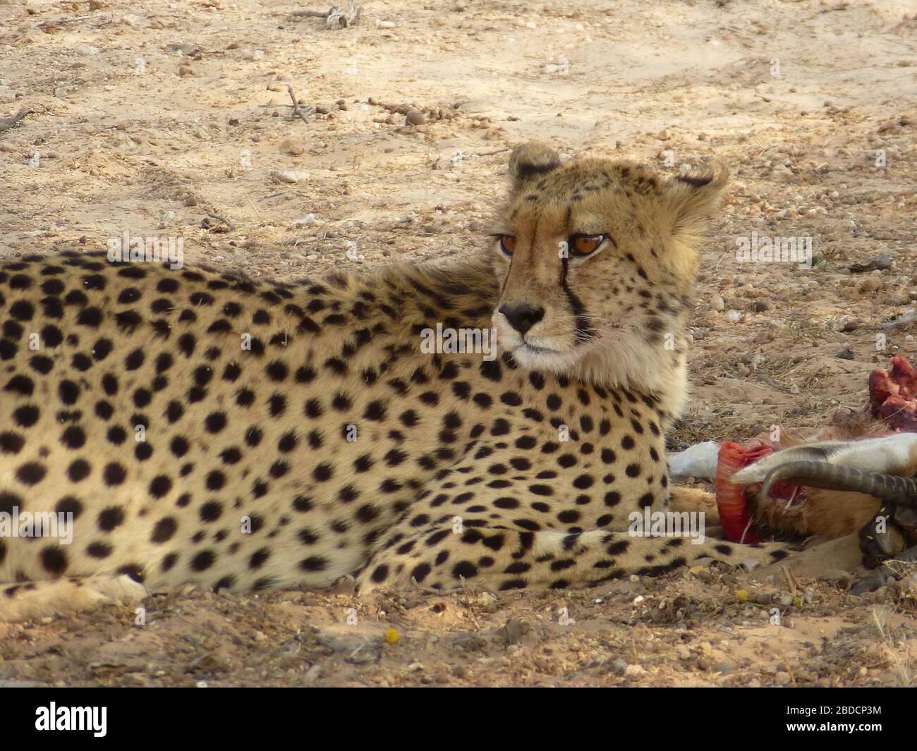 Cheetahs Eating Prey
