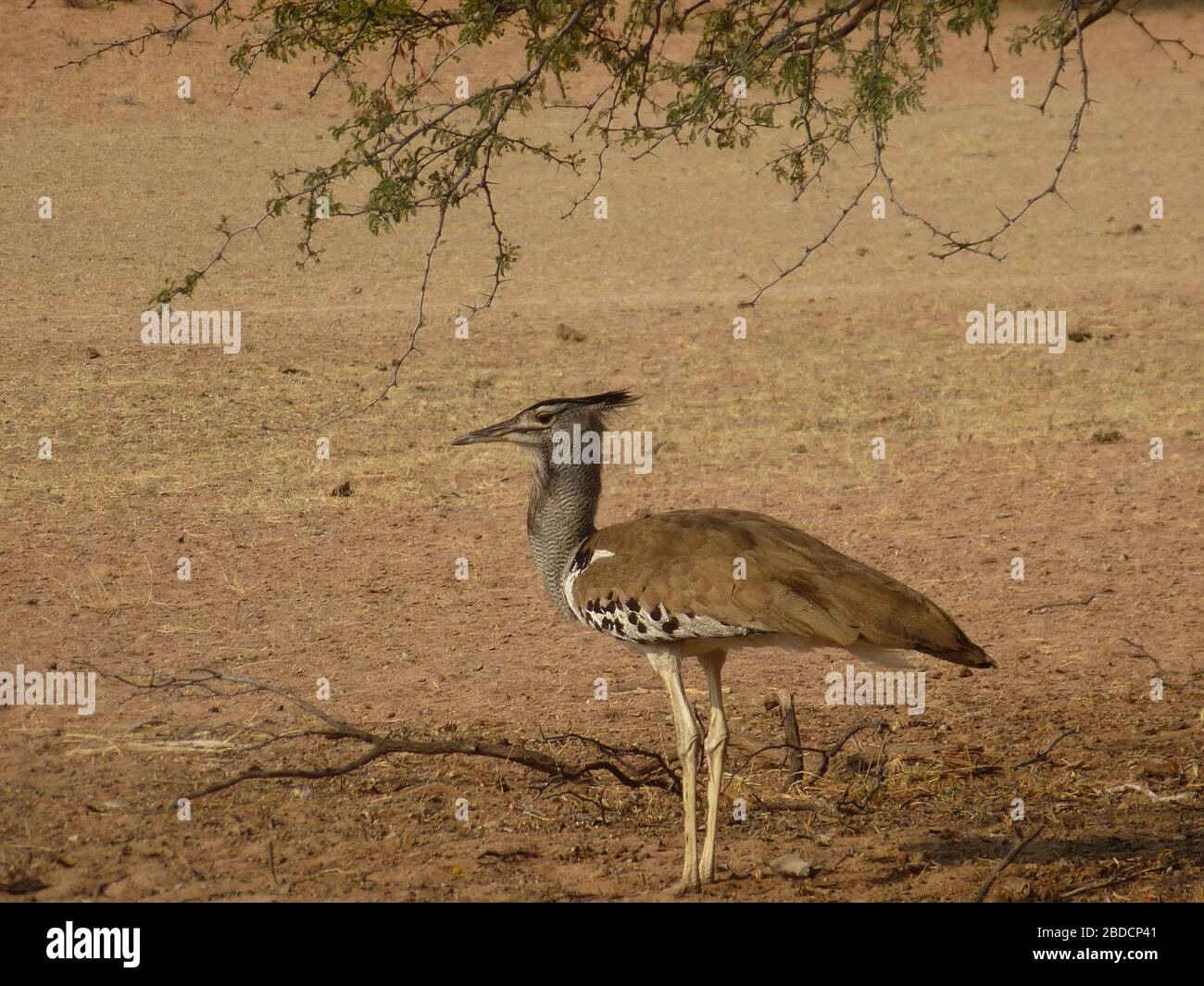 Kgalagadi transfrontier national park hi-res stock photography and ...