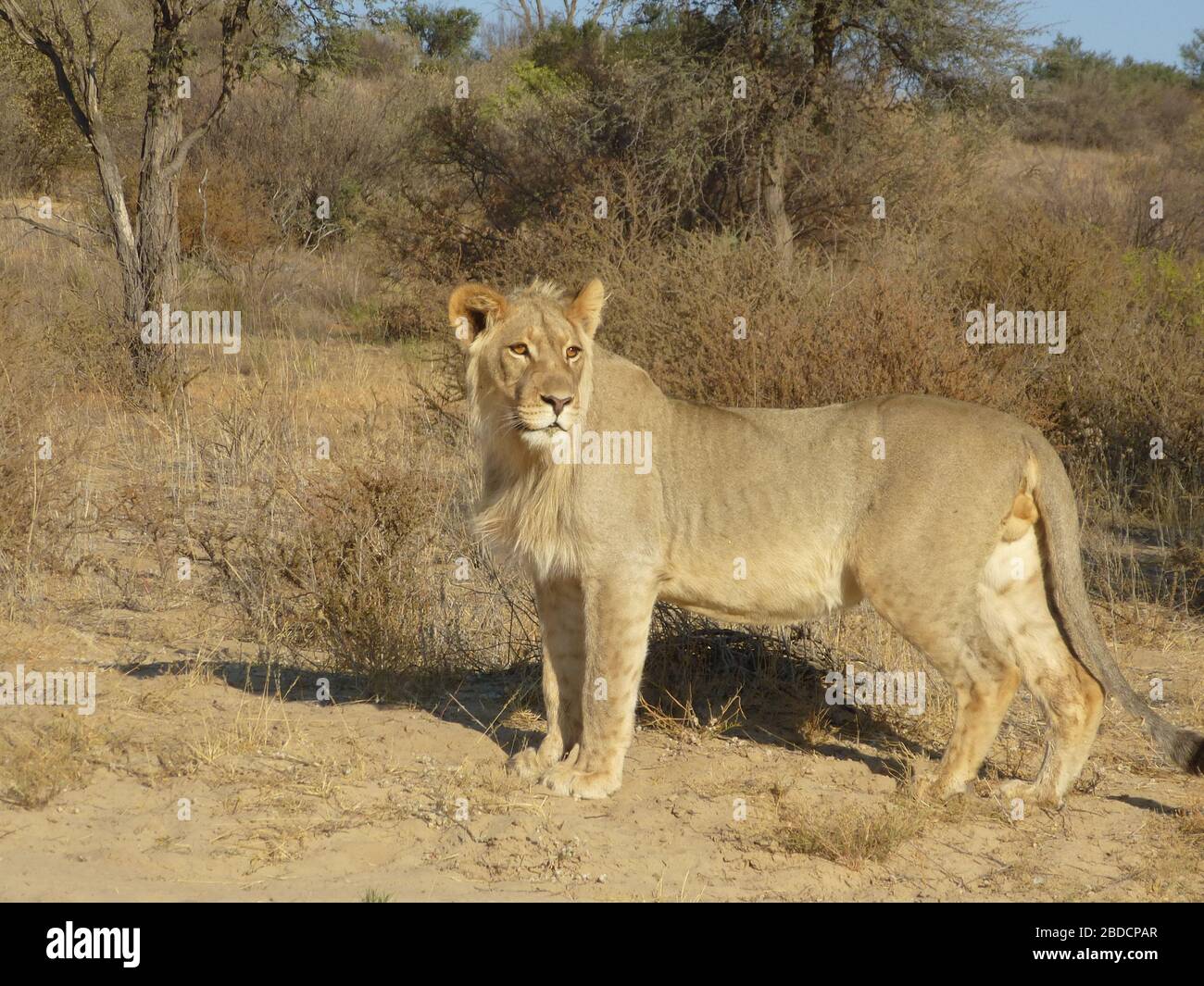 Male lion ( side face view ) with flowing mane standing in front of ...