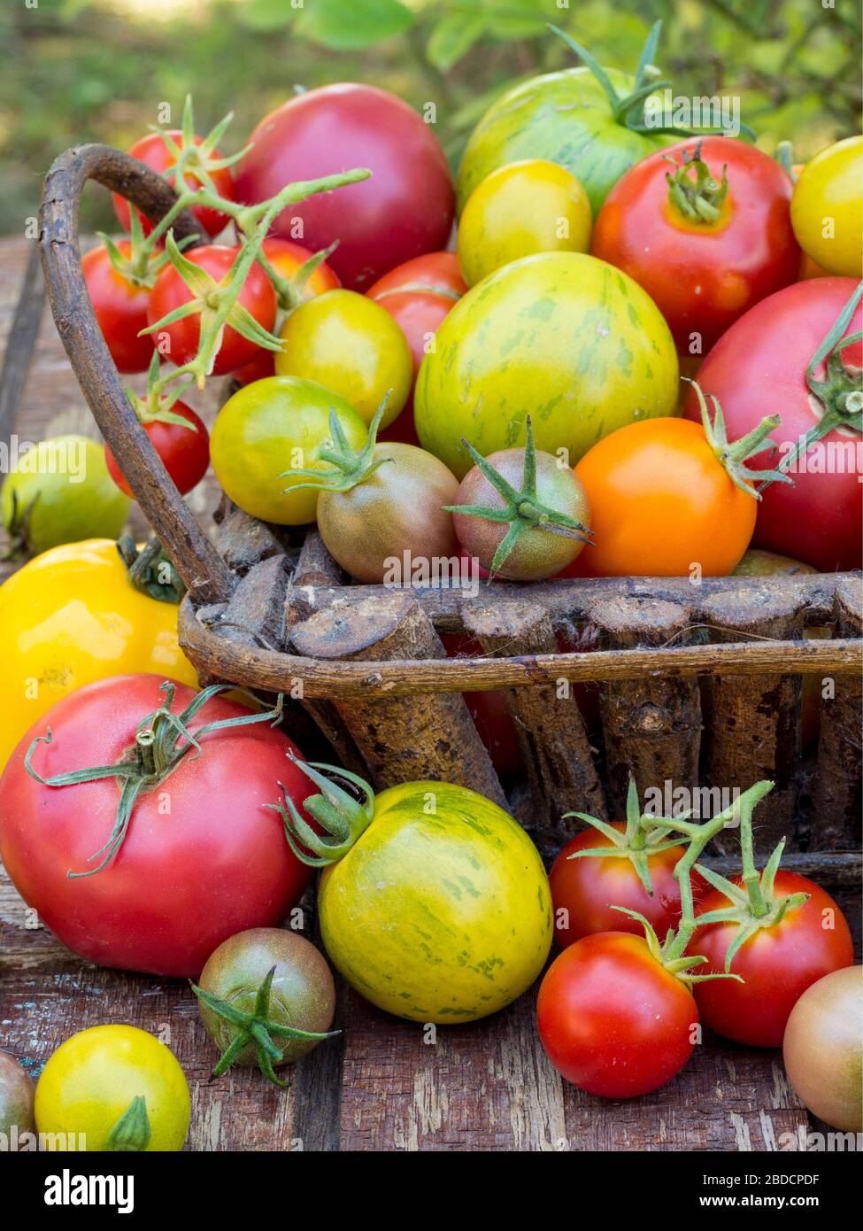 Heritage tomatoes plant hi-res stock photography and images - Alamy