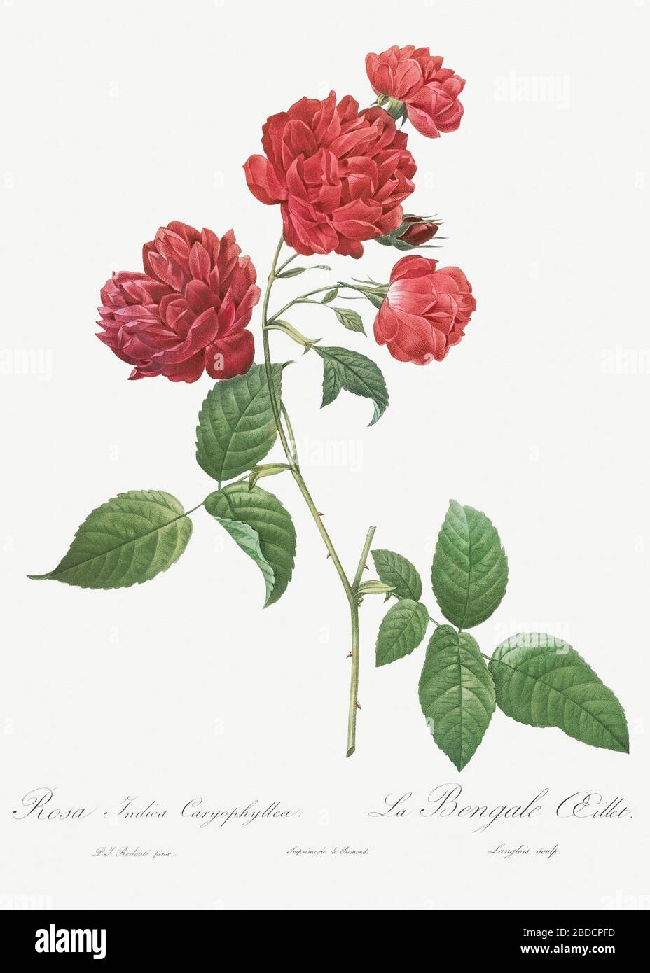 Rose bengal hi-res stock photography and images - Alamy