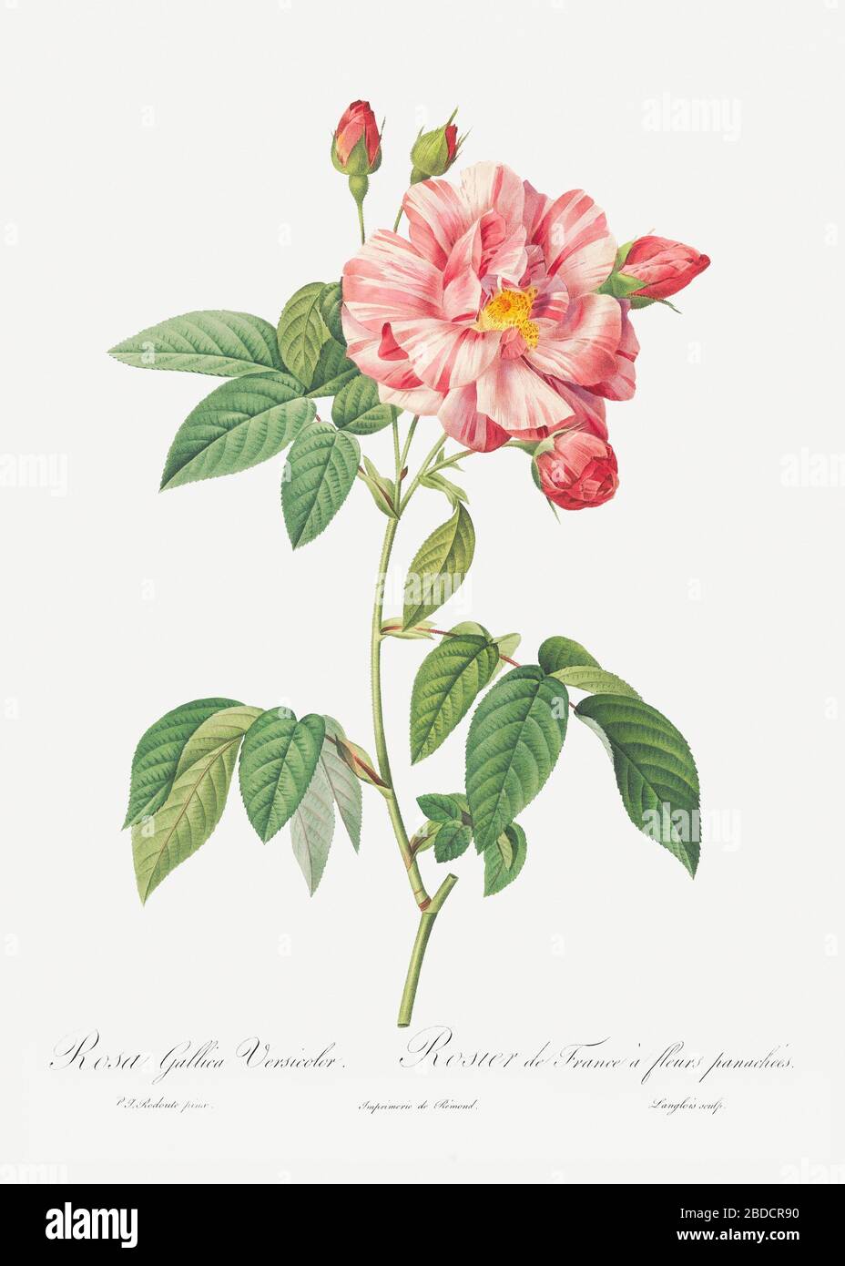 Rosa Mundi Gallica High Resolution Stock Photography and Images - Alamy