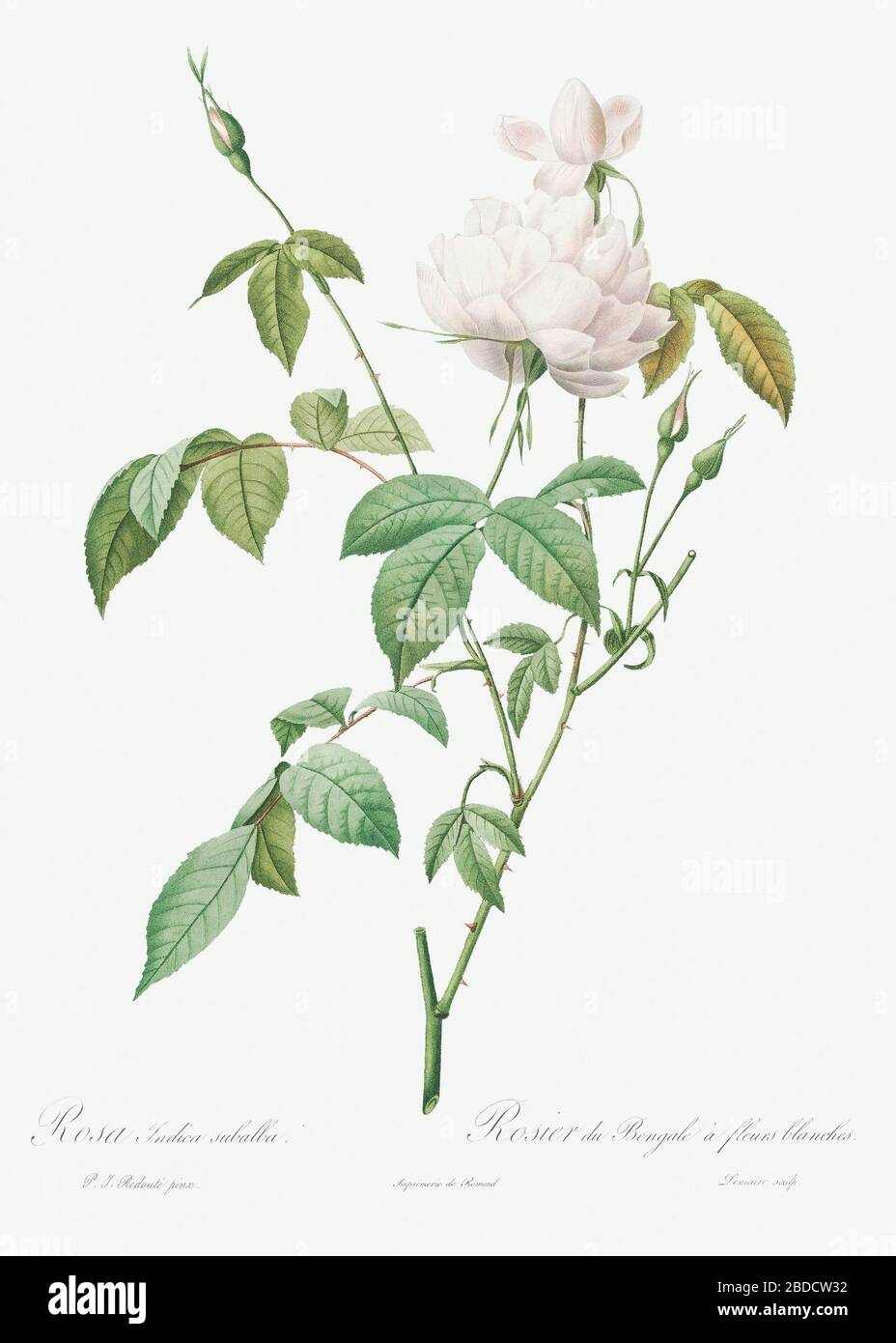 Bengal rose hi-res stock photography and images - Alamy
