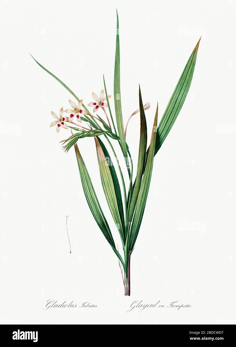 Baboon root hi-res stock photography and images - Alamy