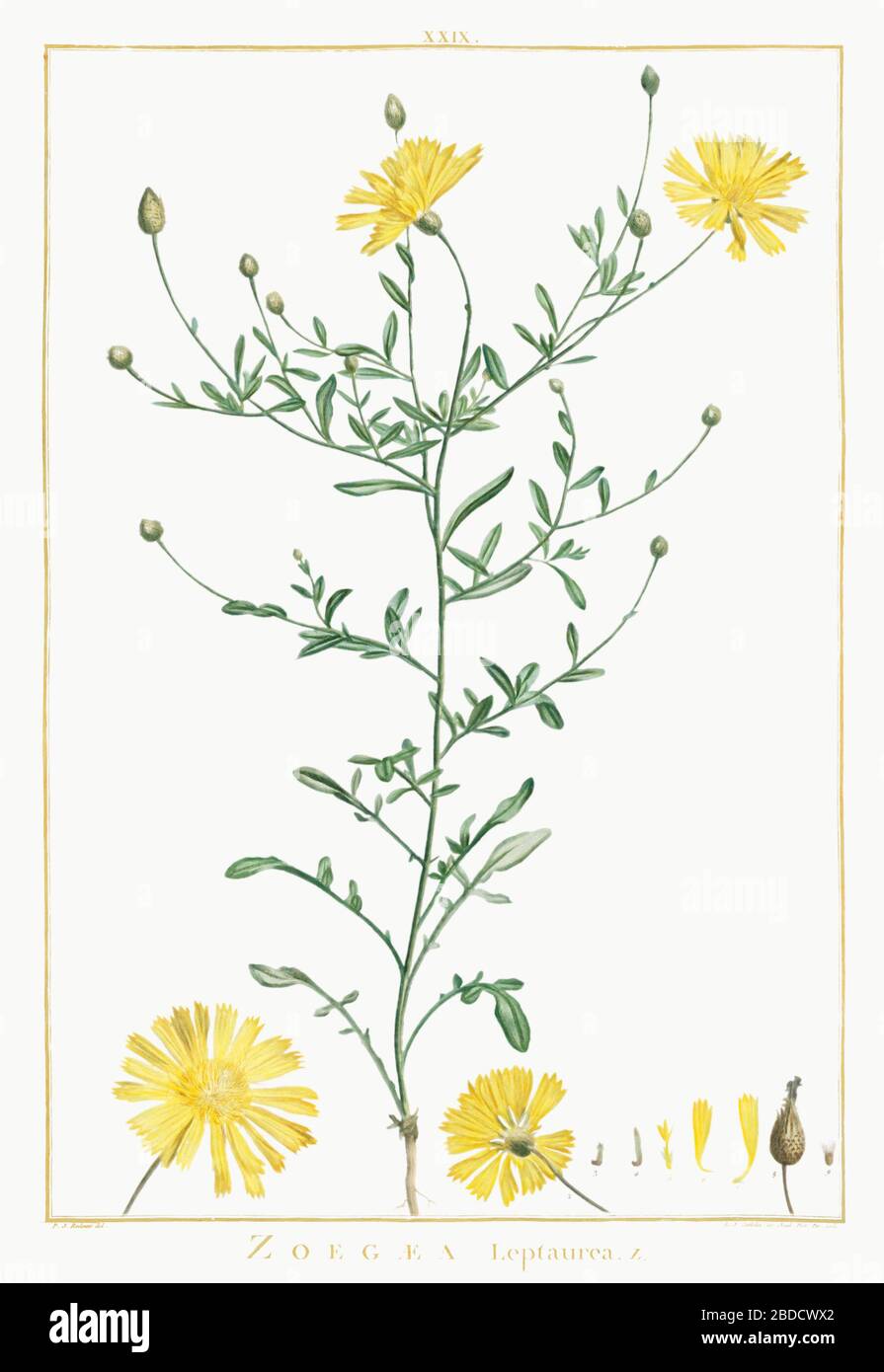 Zoegaea leptaurea hi-res stock photography and images - Alamy