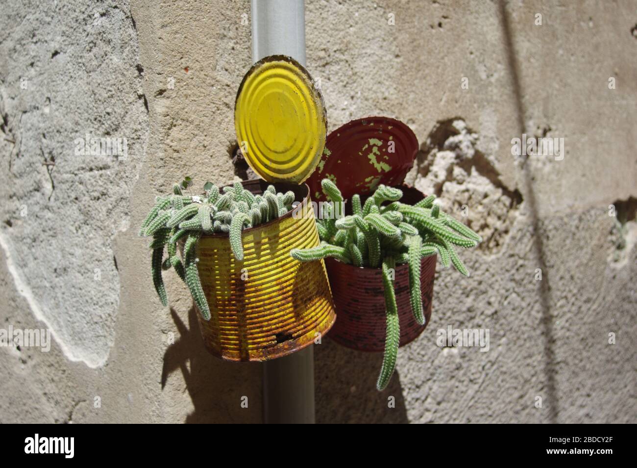 Cactus texture background. Cactus in the desert Stock Photo - Alamy