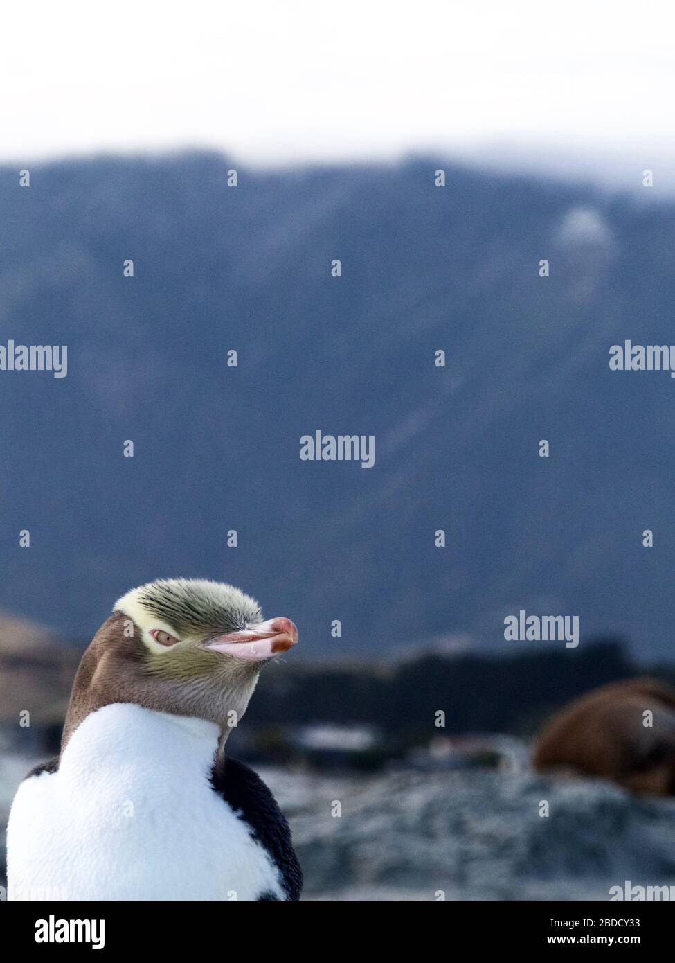 Yellow eyed penguin, new zealand hi-res stock photography and images ...
