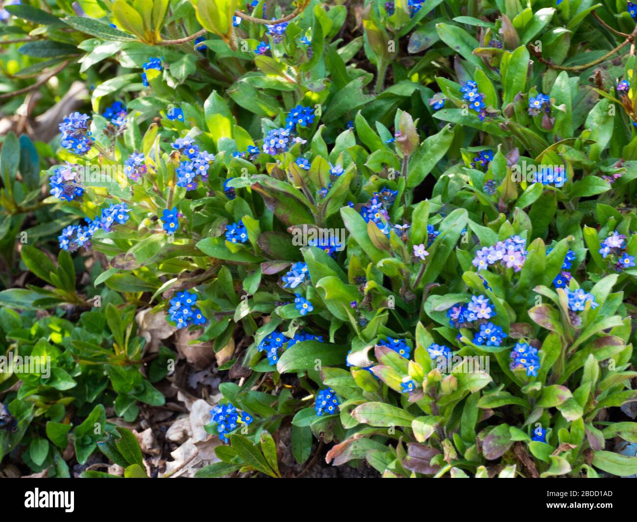 Foget hi-res stock photography and images - Alamy