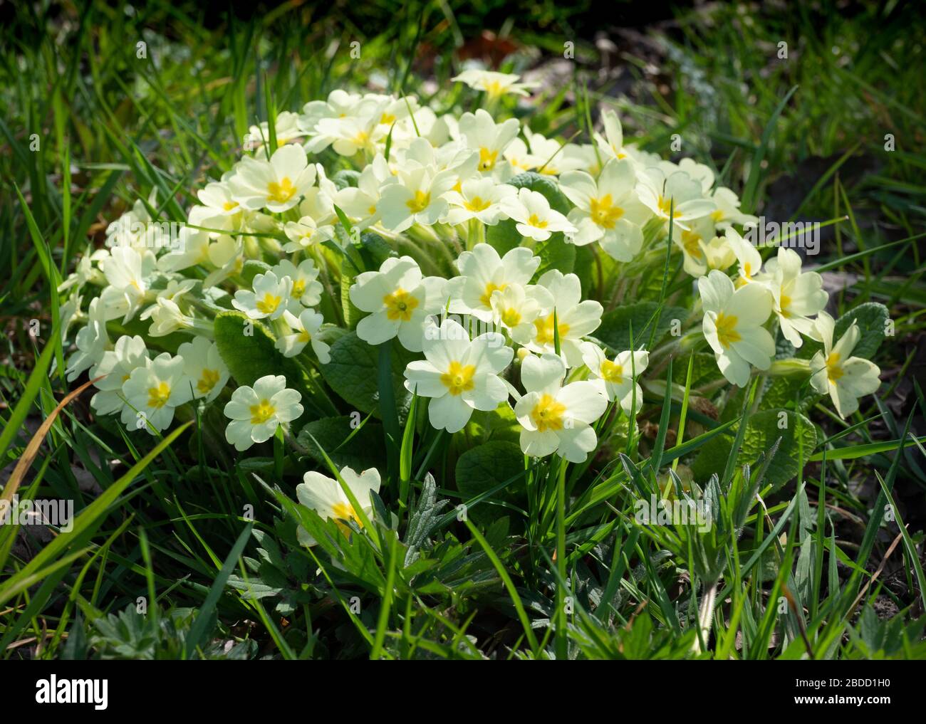 Primulaceae vulgaris hi-res stock photography and images - Alamy