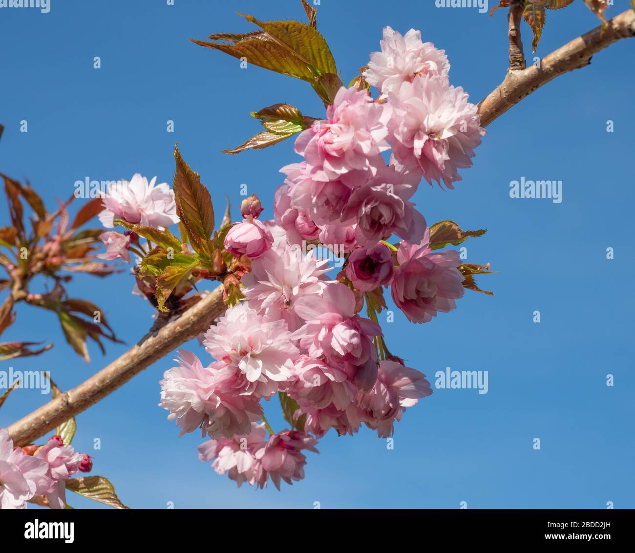 Double pink cherry blossom hi-res stock photography and images - Alamy
