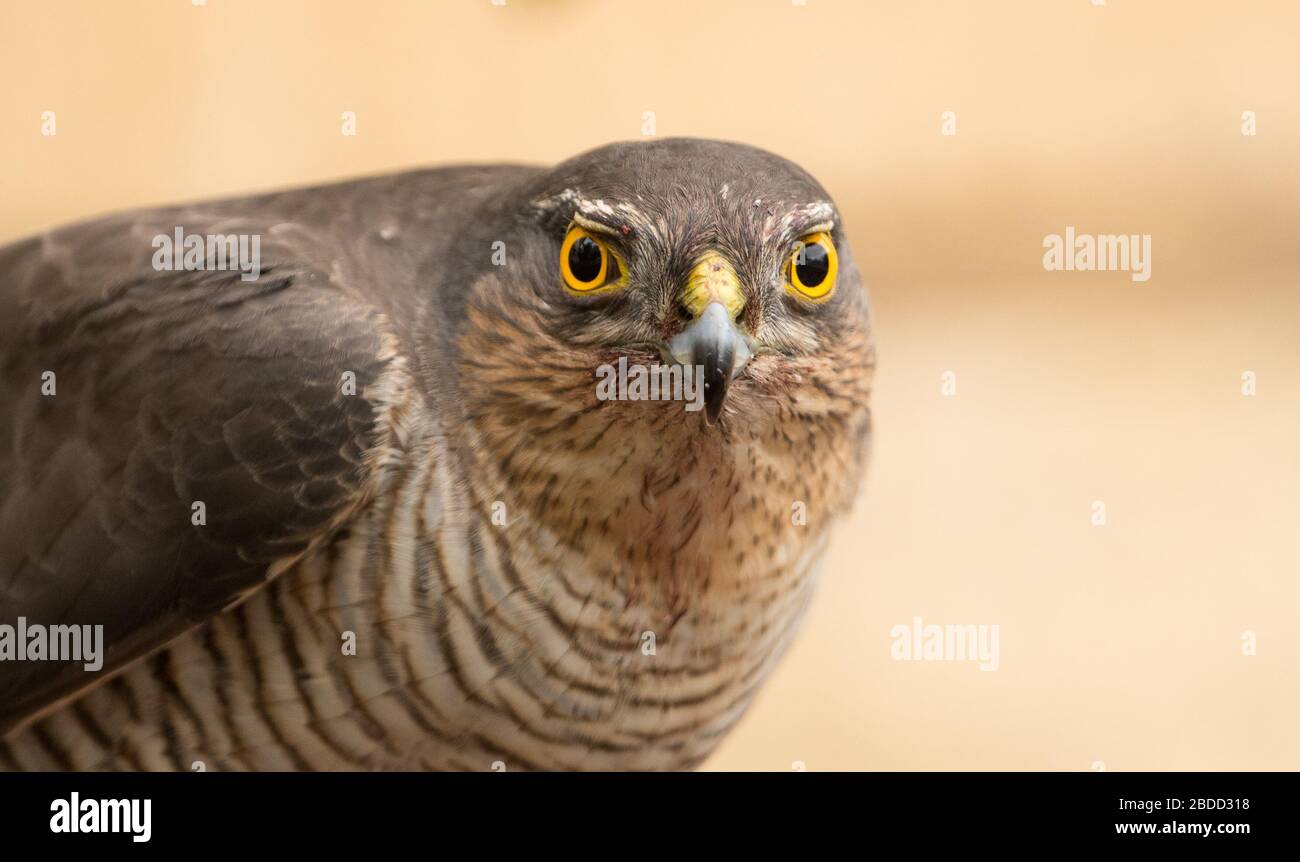 A close up of an adult female European Sparrowhawk (Accipiter nisus) on ...