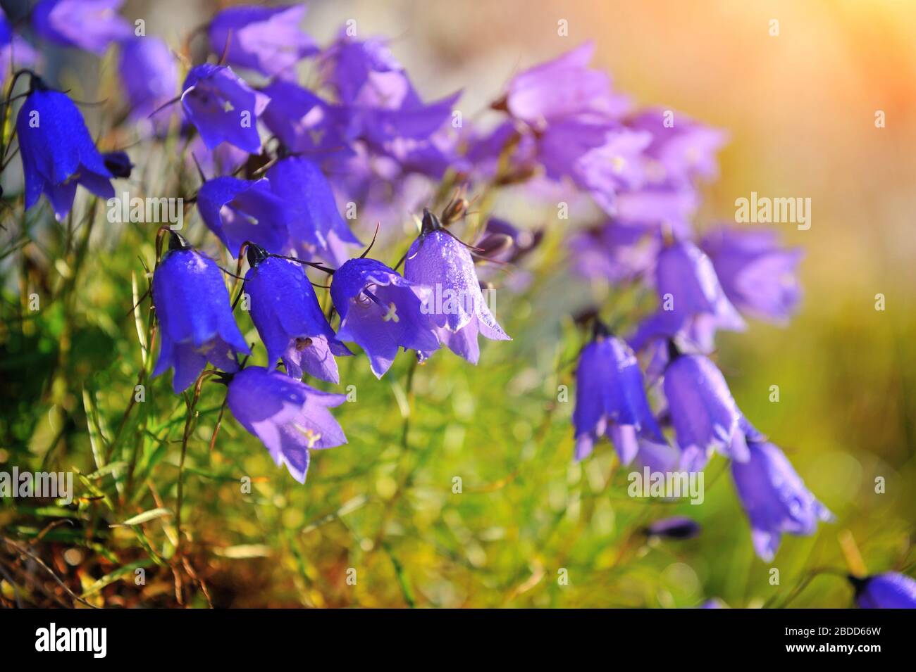 Alpine bells (Campanula cochleariifolia) in the sunlight Stock Photo ...