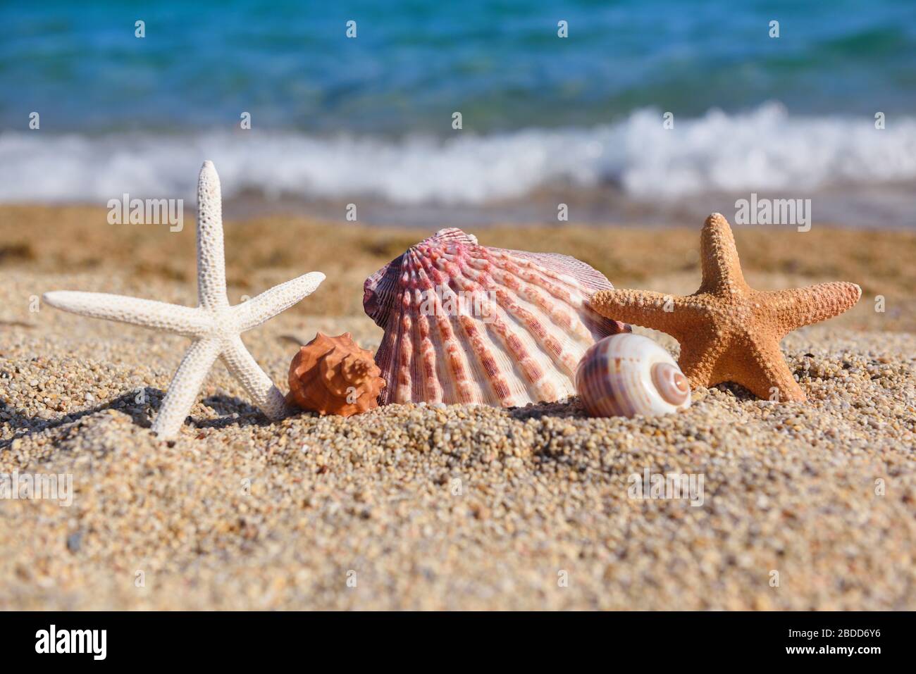 Beach Starfish And Shells