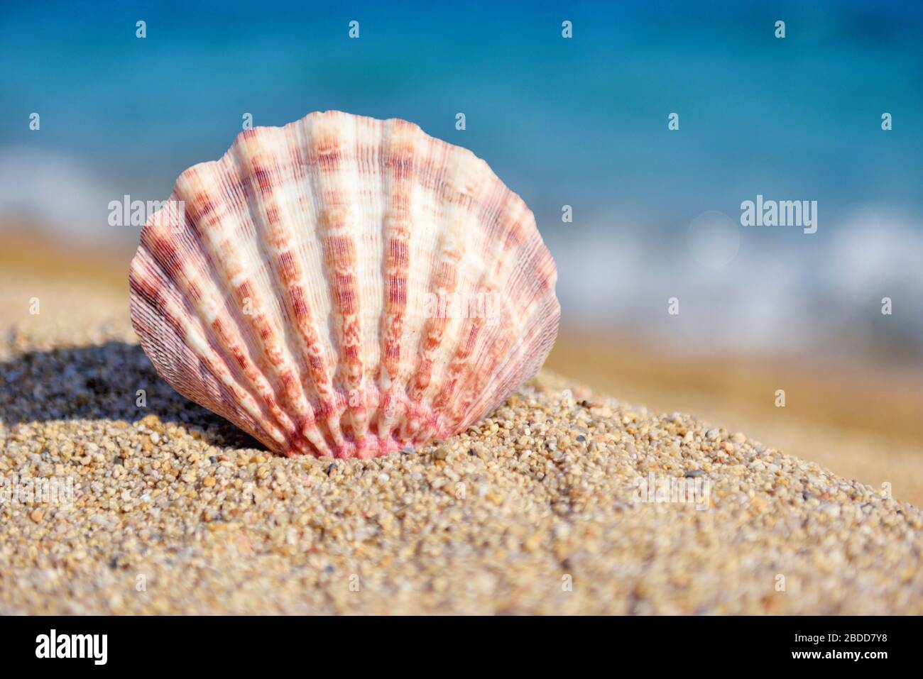 A sea shell on the beach against the background of the sea on a hot ...