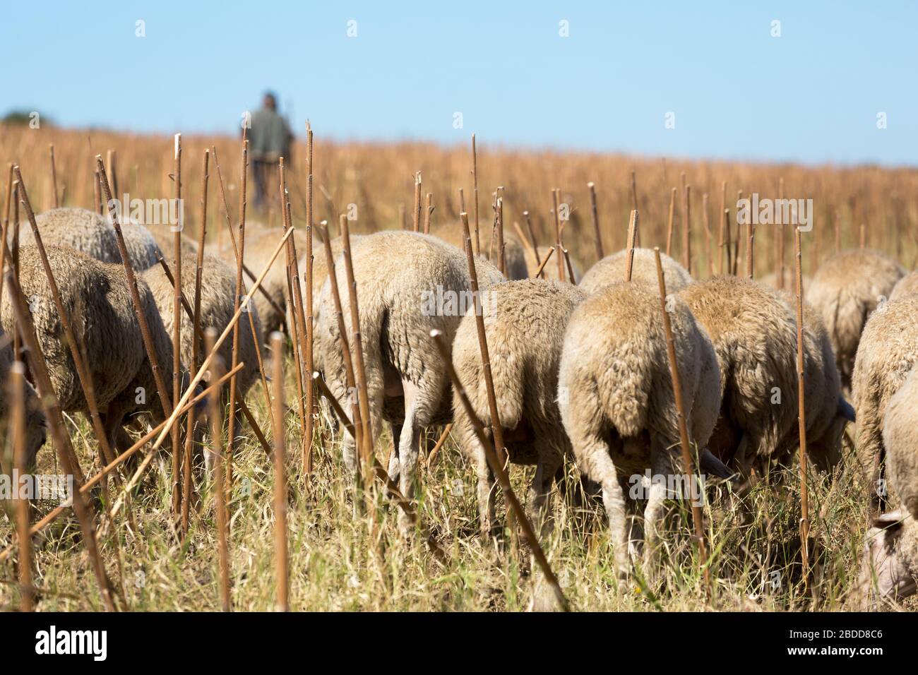 31.08.2016, Aluta, Rajon Taraclia, Moldova - Shepherd on the road with ...