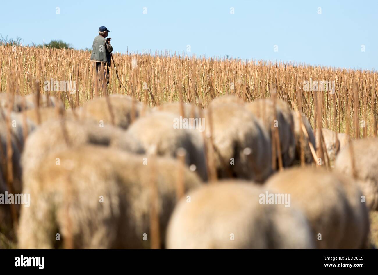 31.08.2016, Aluta, Rajon Taraclia, Moldova - Shepherd on the way with ...