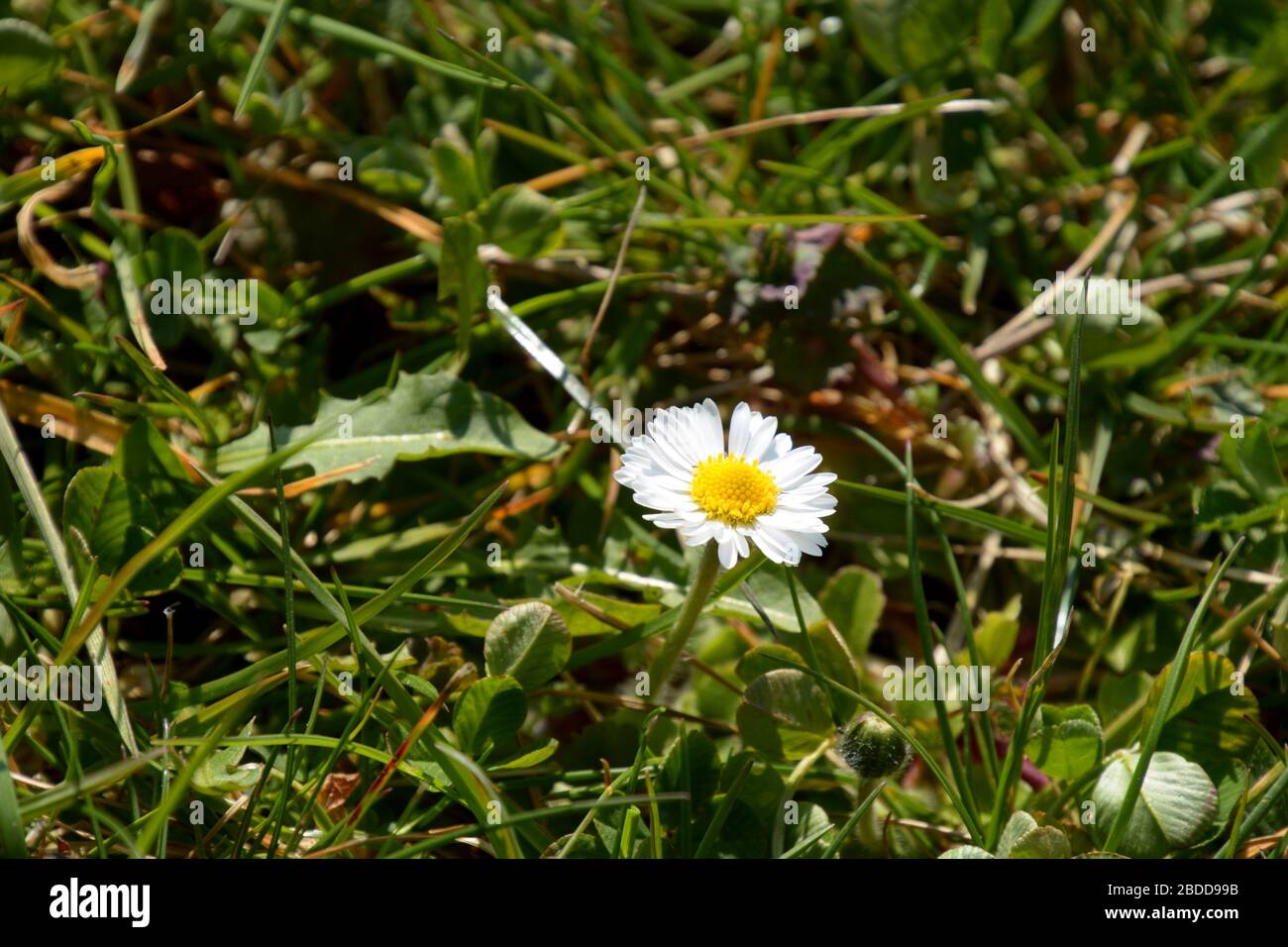 in focus one common daisy in bloom in early spring, english daisy ...