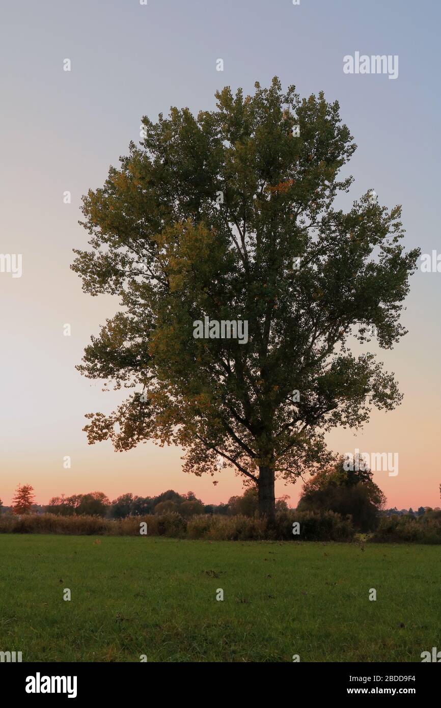 Tree sunset sunrise meadow hi-res stock photography and images - Alamy