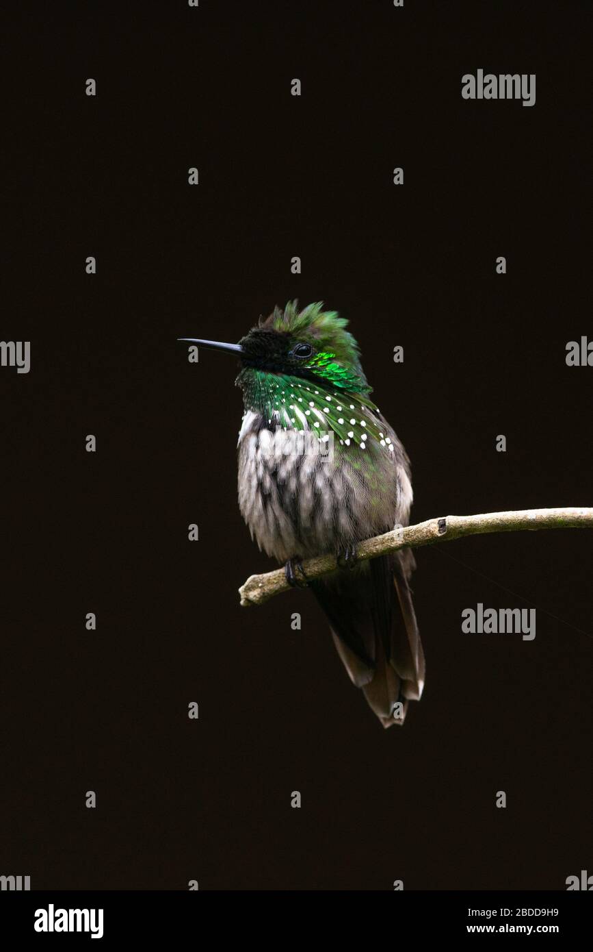 Coquette hummingbird hi-res stock photography and images - Alamy