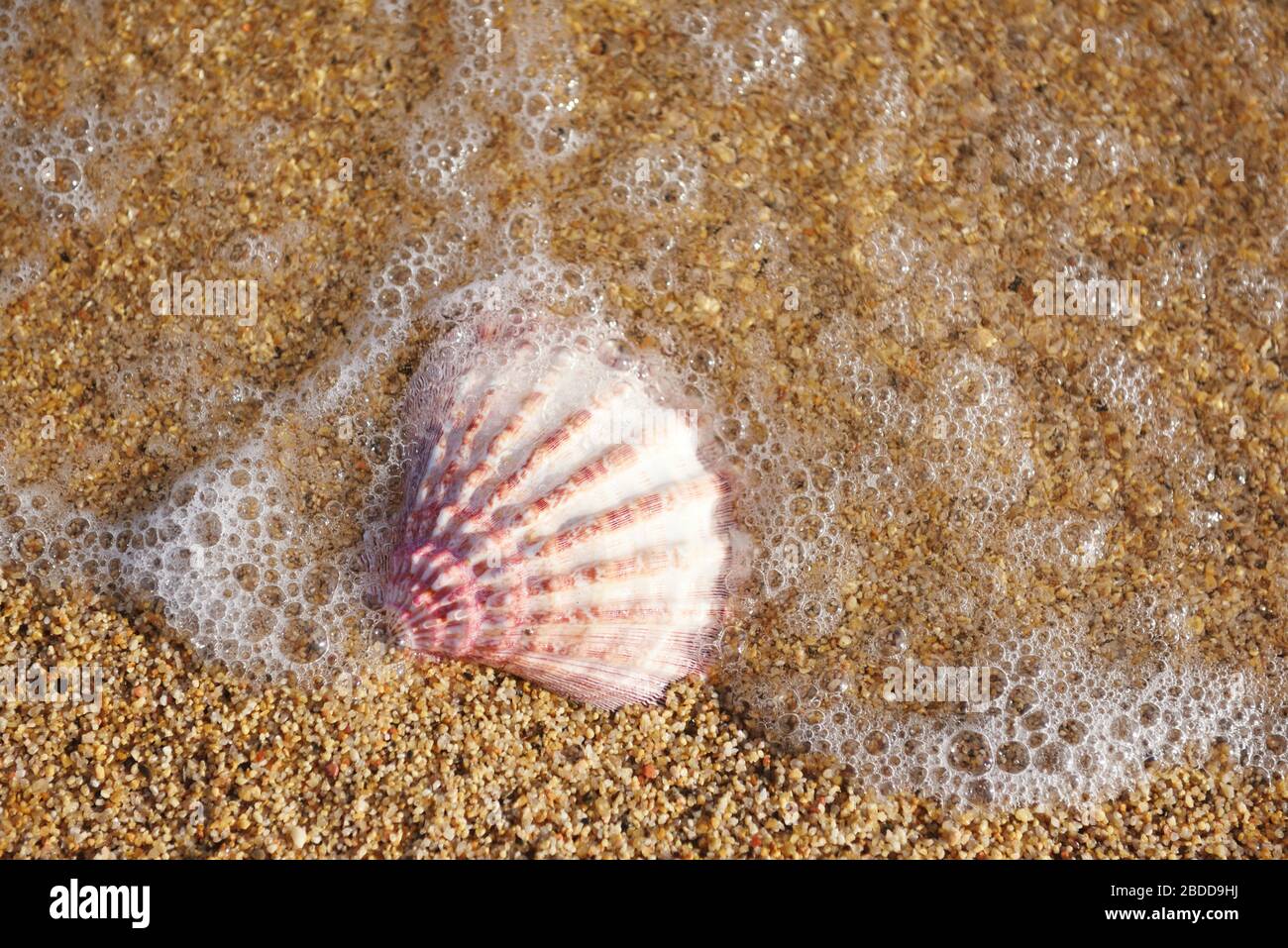 A sea shell found on the sand at the beach. Texture of wet sand with ...