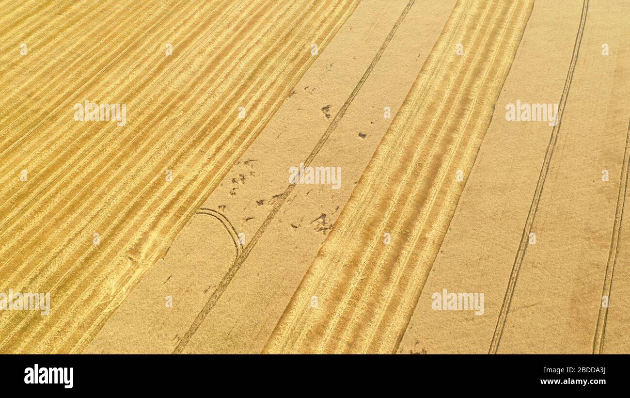 Field with ripe wheat, top view, texture Stock Photo - Alamy