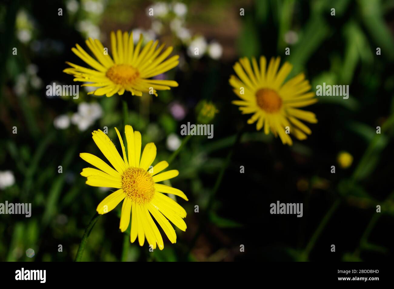 Doronicum orientale leopards bane hi-res stock photography and images ...