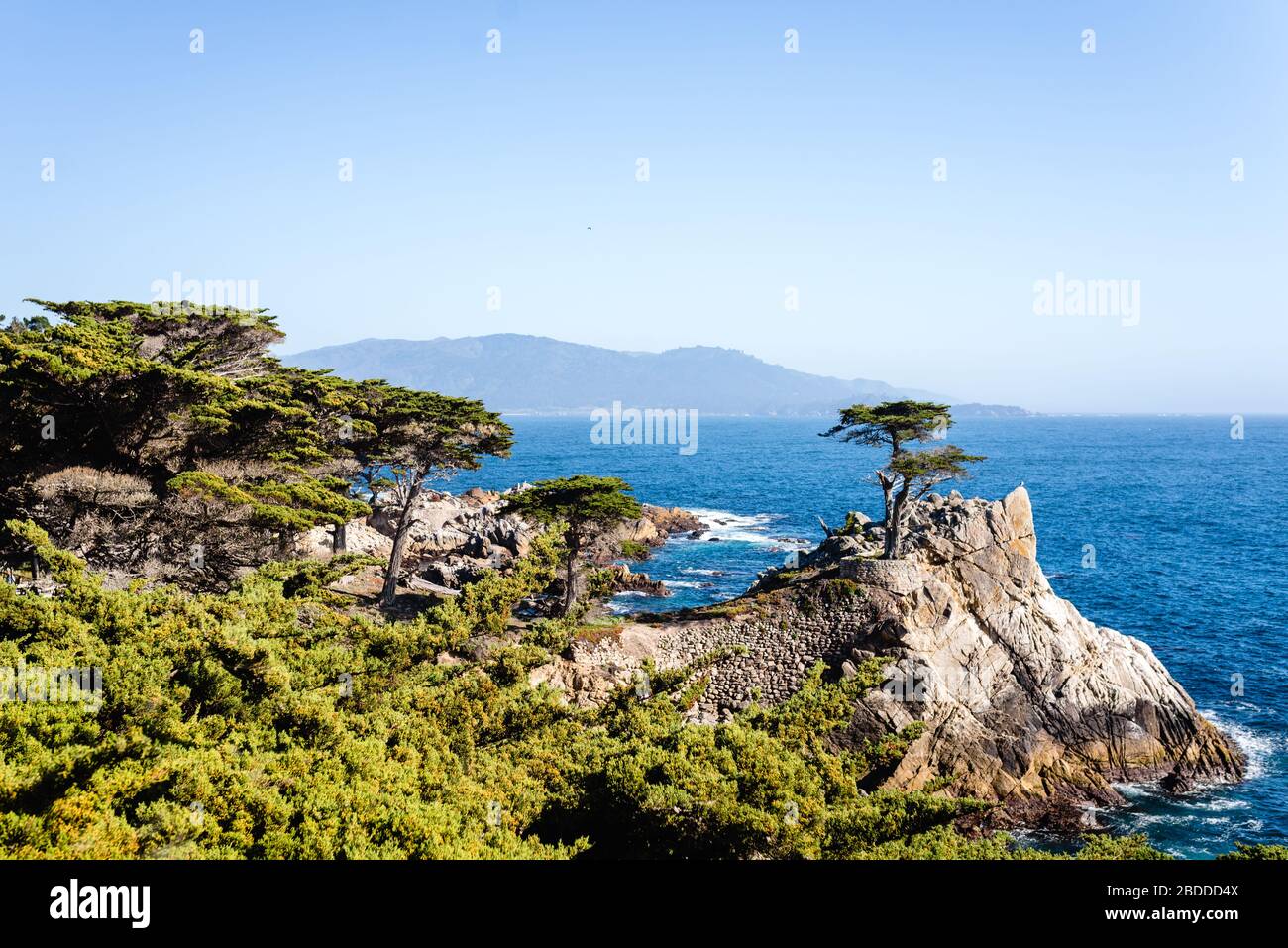 Monterey 18 Mile Drive Tree on a Rock Stock Photo - Alamy