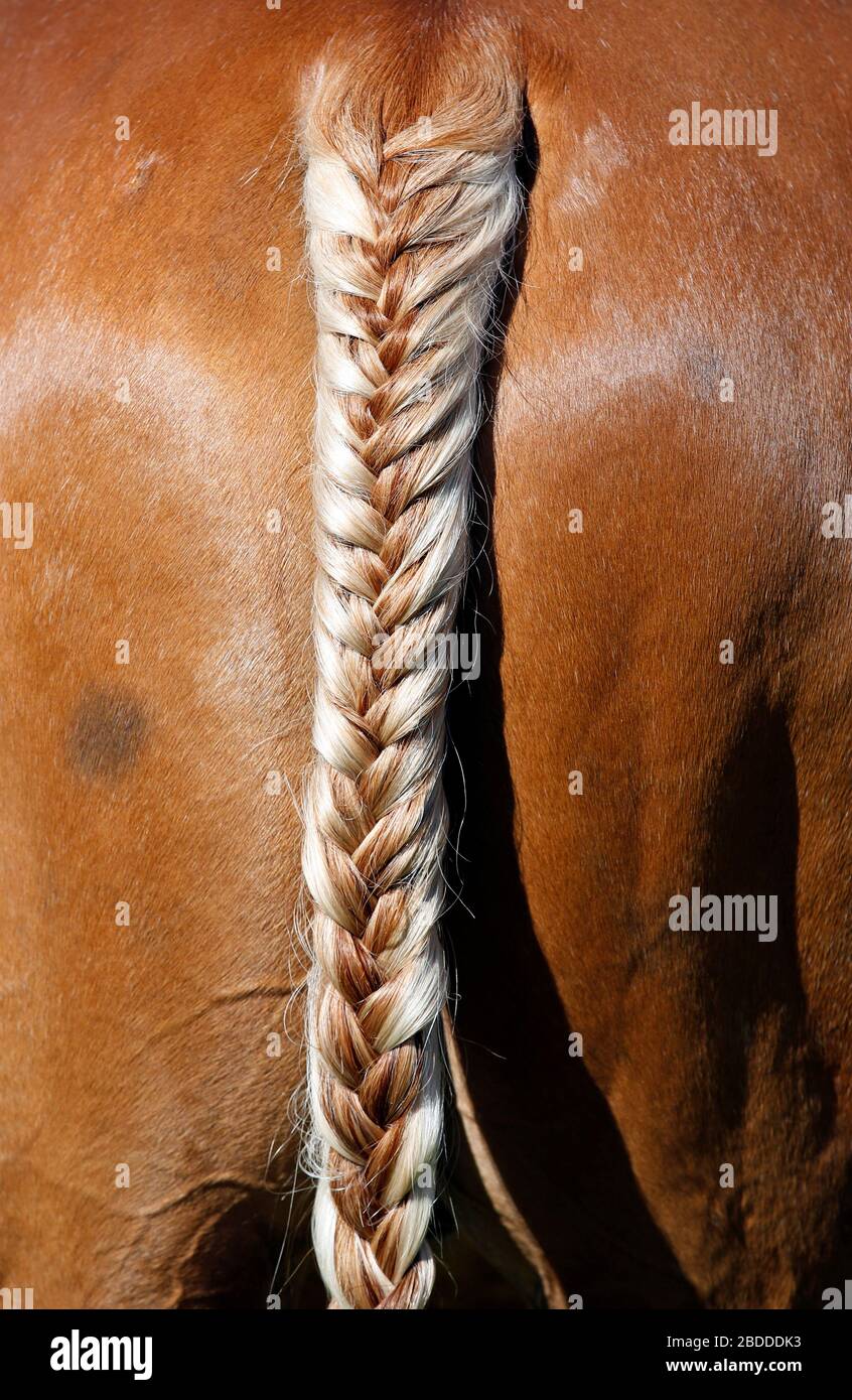 Western Horse Mane Styles