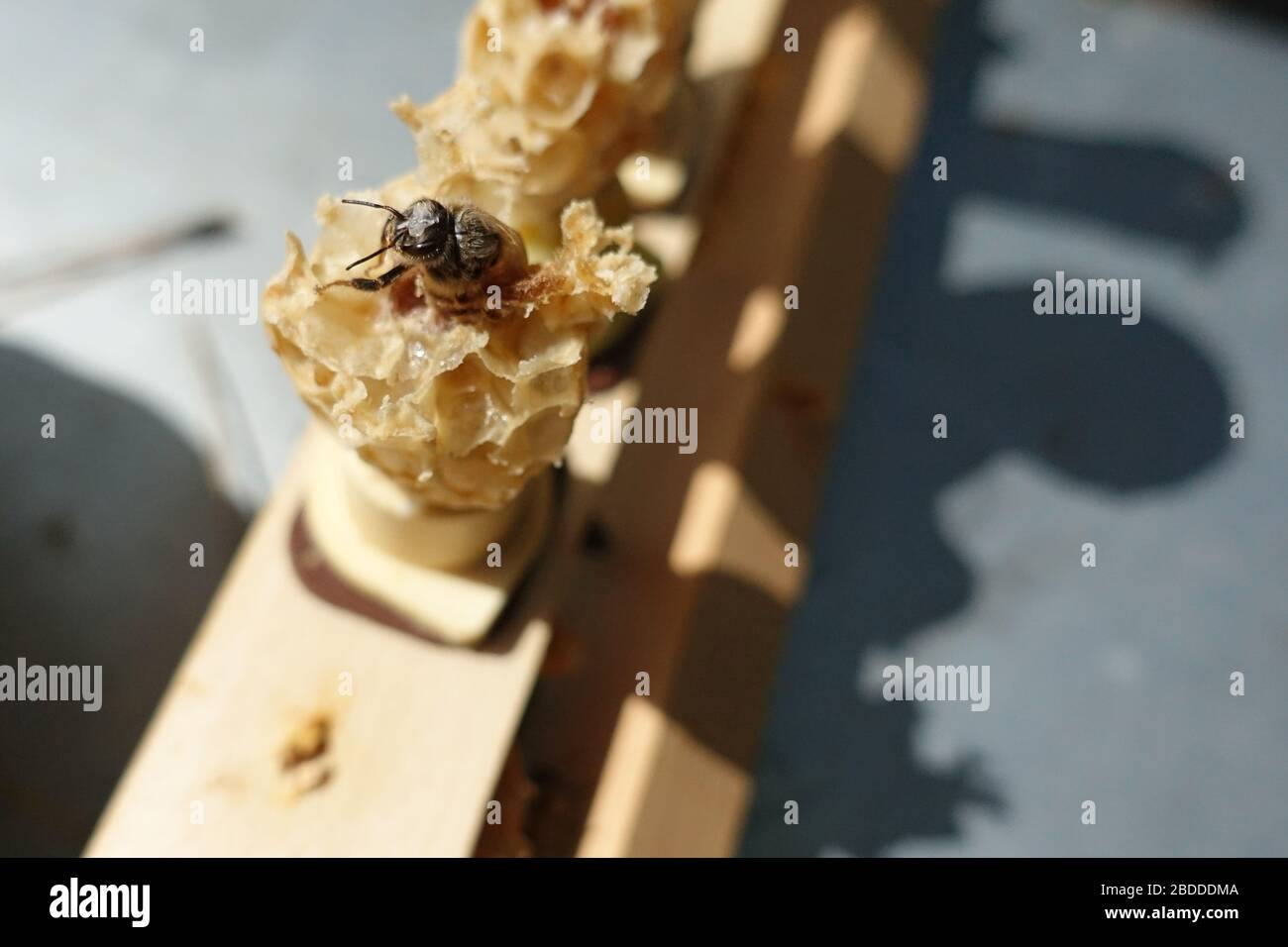 Queen bee cell hi-res stock photography and images - Alamy