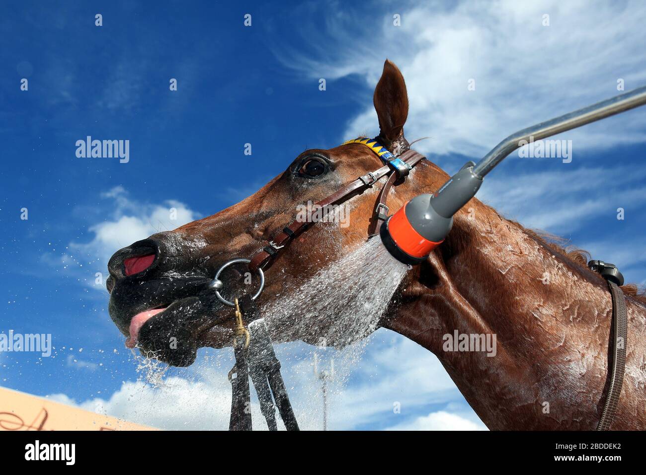 Cooling horse after race hi-res stock photography and images - Alamy