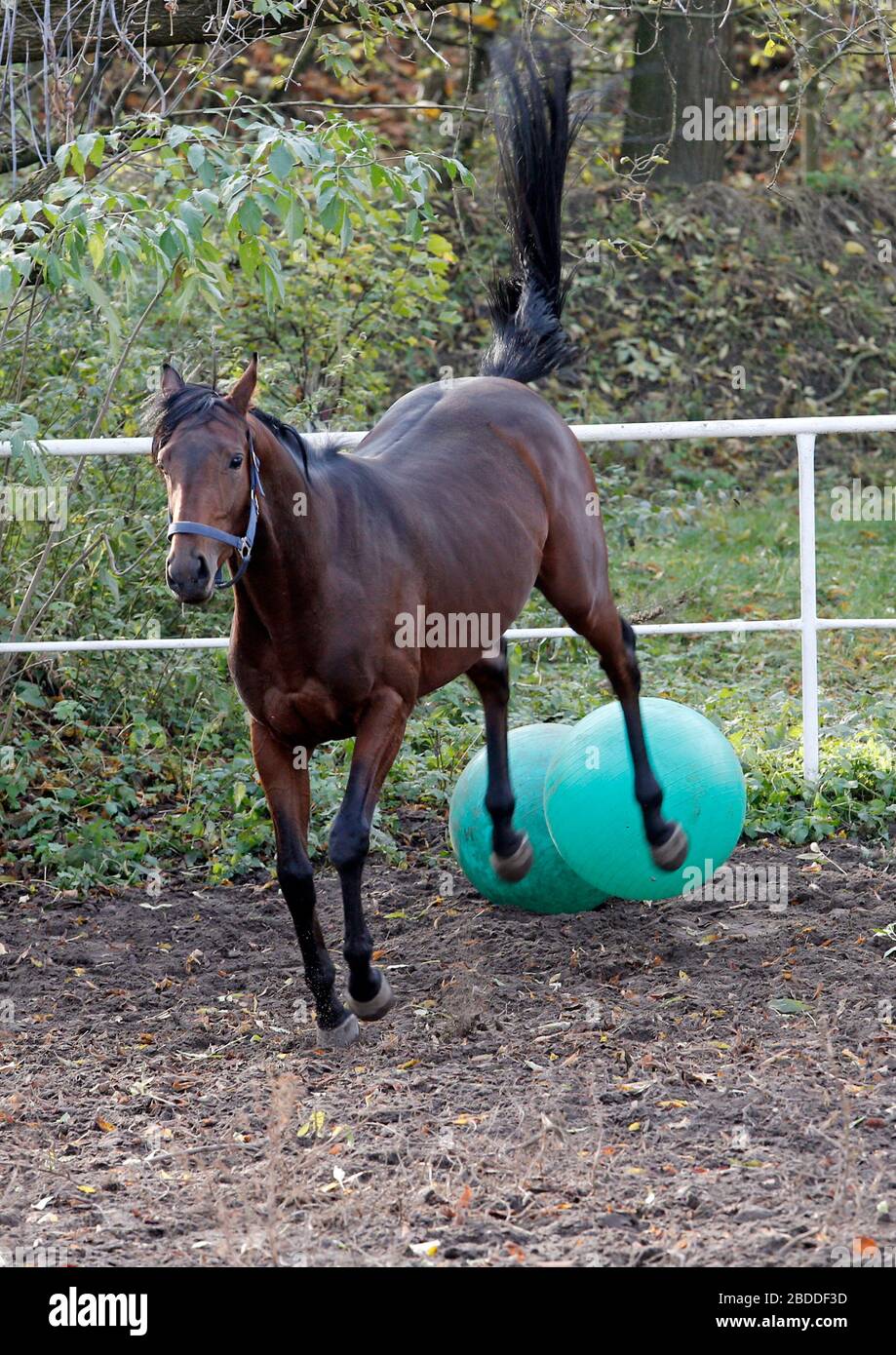 01.11.2019, Neuenhagen, Brandenburg, Germany - Horse swings out in the ...