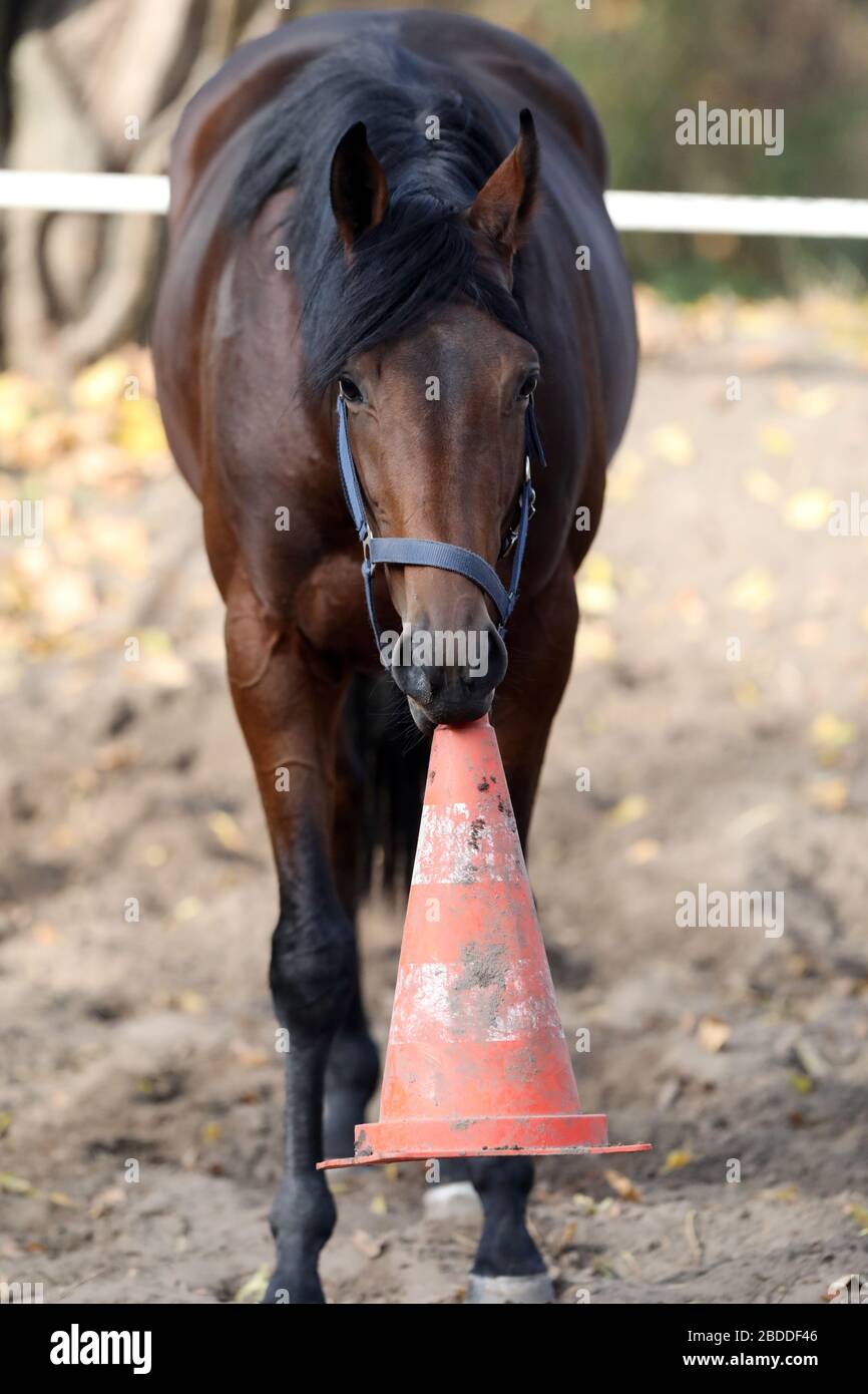 Paddock game hi-res stock photography and images - Alamy