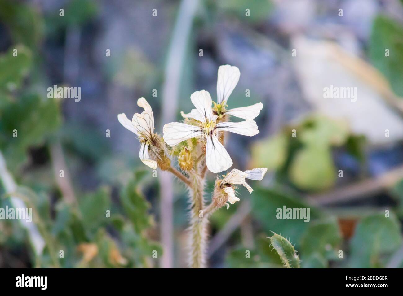 Edible Flower Garnish High Resolution Stock Photography and Images - Alamy