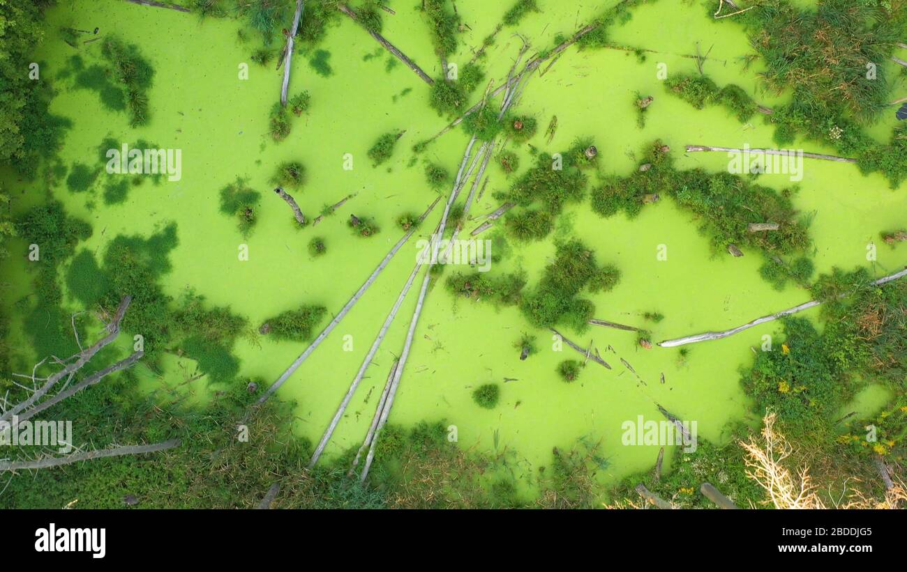 Green swamp in the forest. duckweed covers the entire surface of the ...