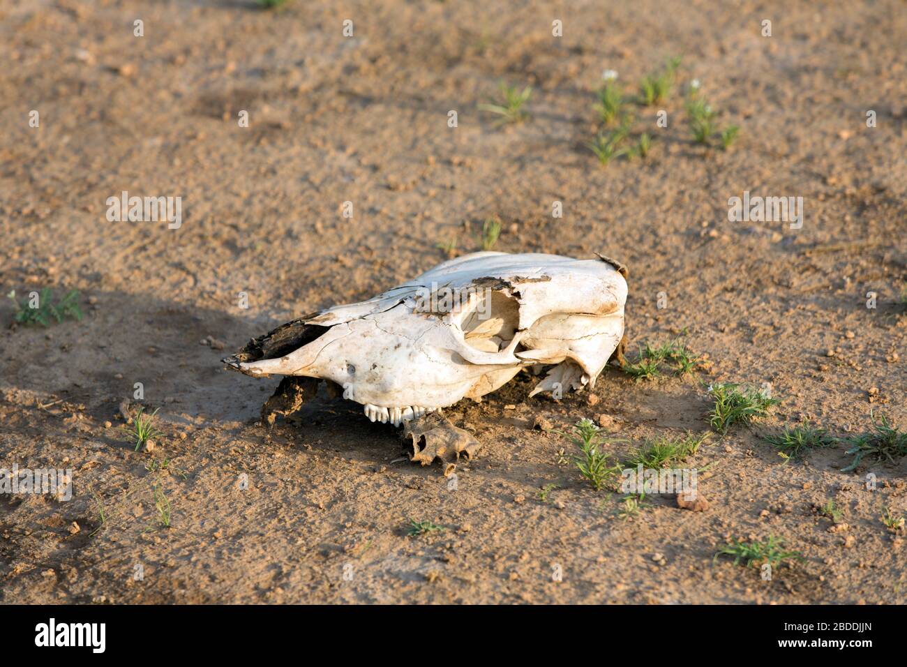 11.11.2019, Gode, Somali Region, Ethiopia - Animal skulls, cooking ...