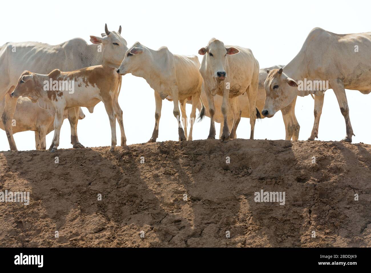 11.11.2019, Gode, Somali Region, Ethiopia - A herd of cows is standing ...