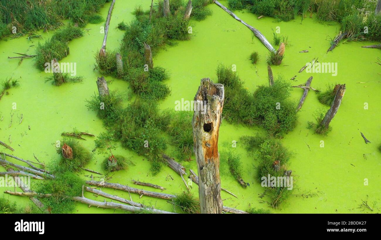 Green swamp in the forest. duckweed covers the entire surface of the ...