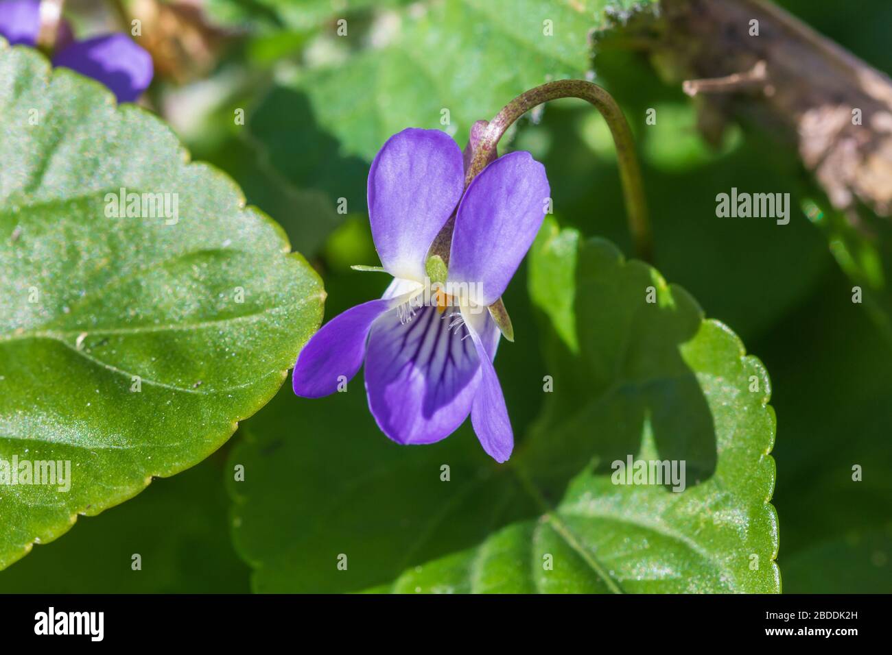 V odorata hi-res stock photography and images - Alamy