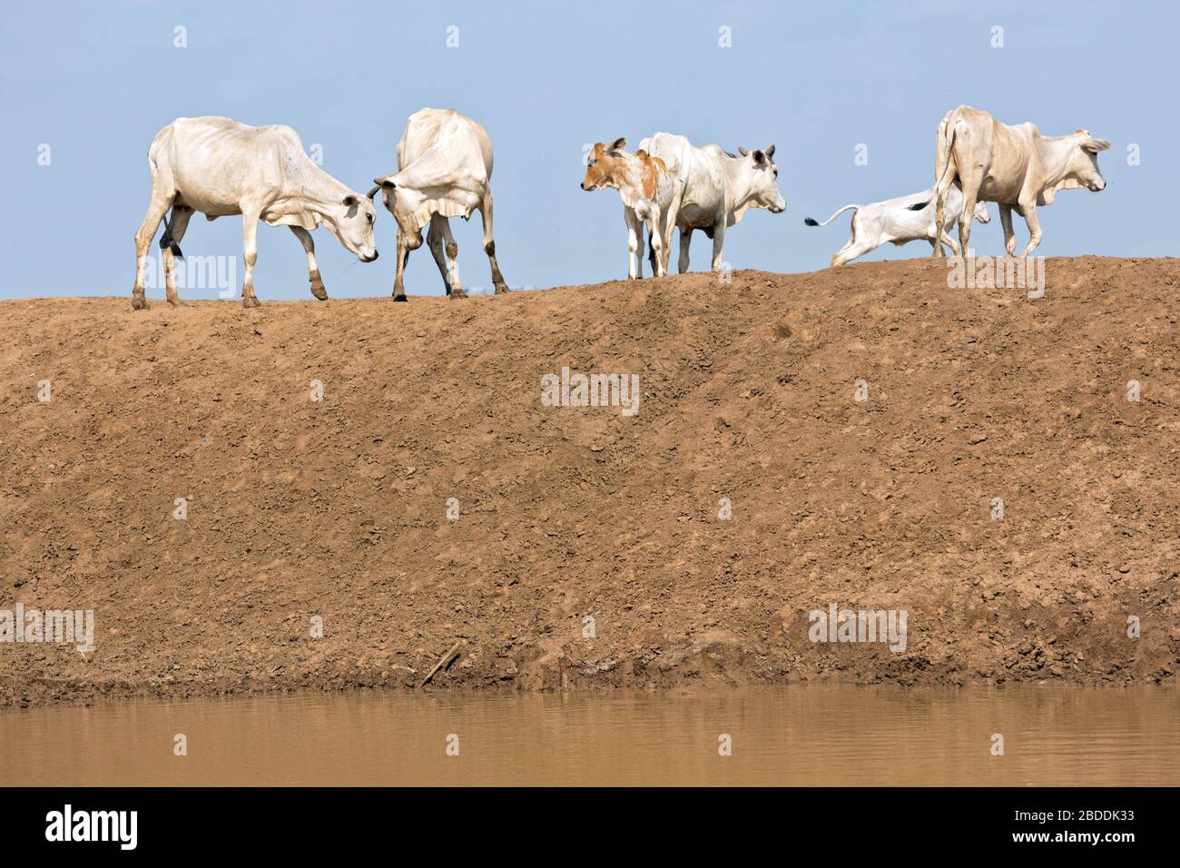 11.11.2019, Gode, Somali Region, Ethiopia - An African herd of cows ...