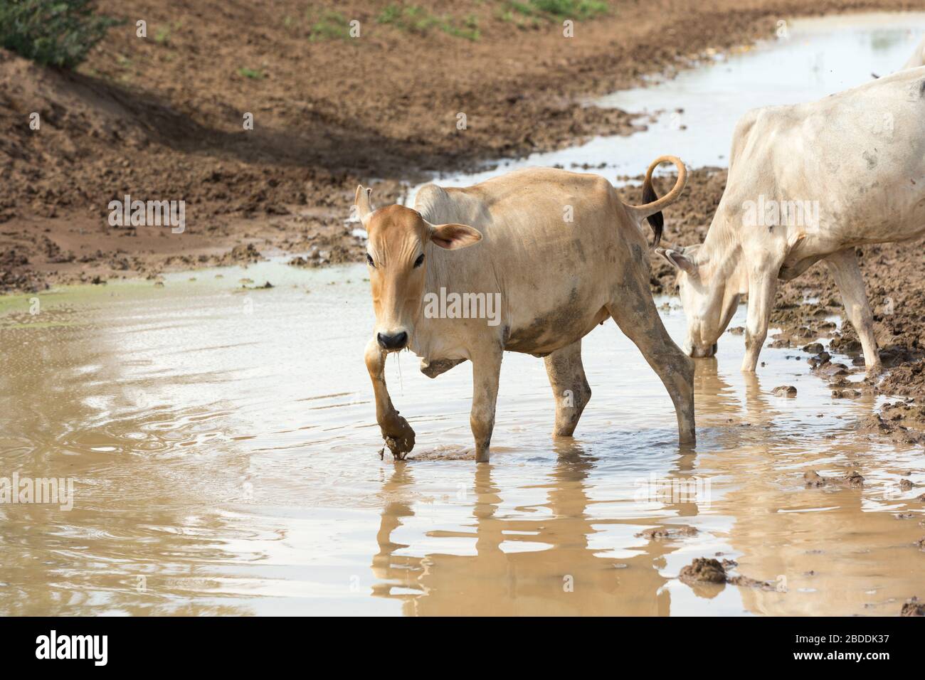 11.11.2019, Gode, Somali Region, Ethiopia - African herd of cows is ...