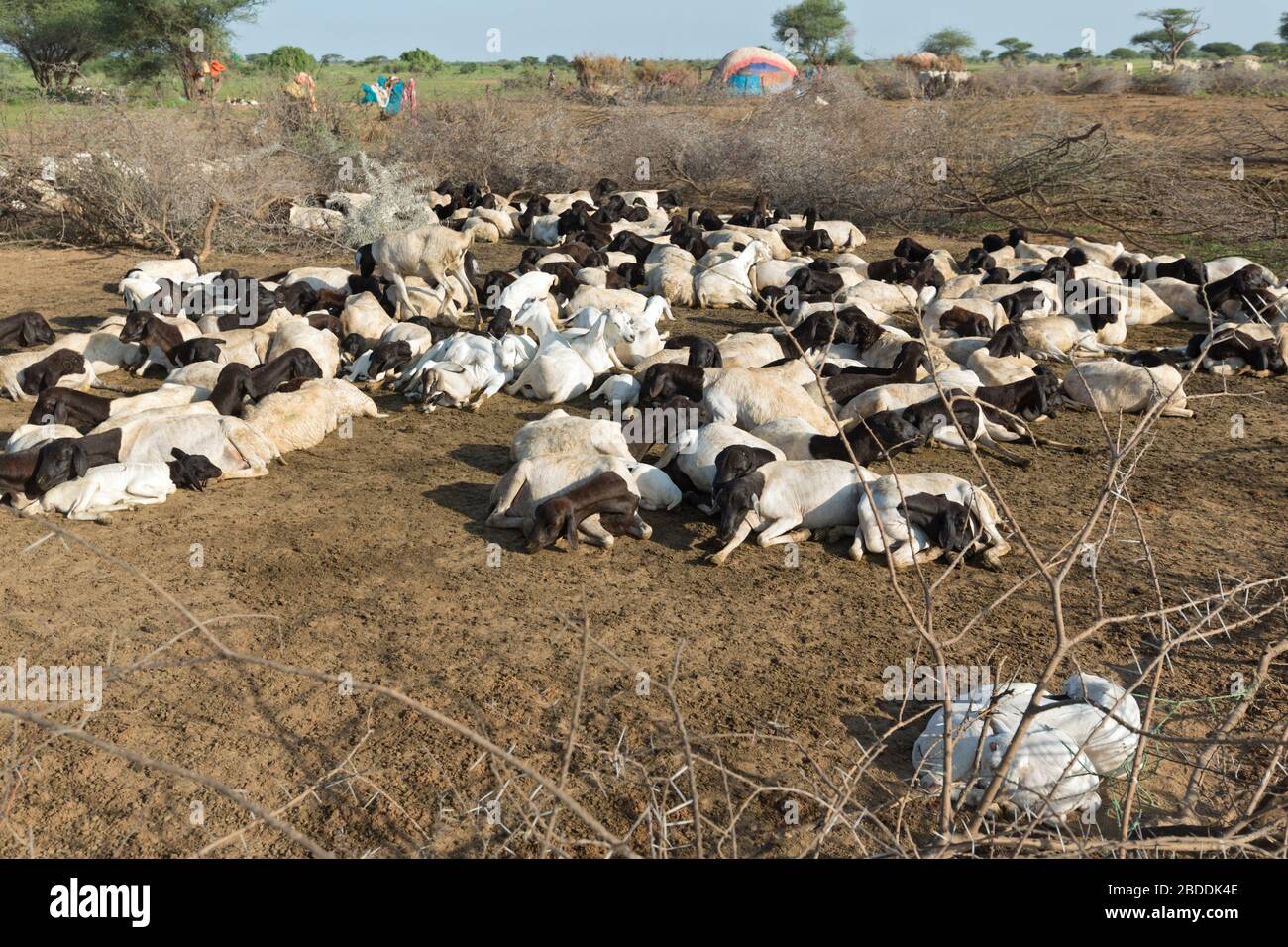 Cattle kraal hi-res stock photography and images - Alamy