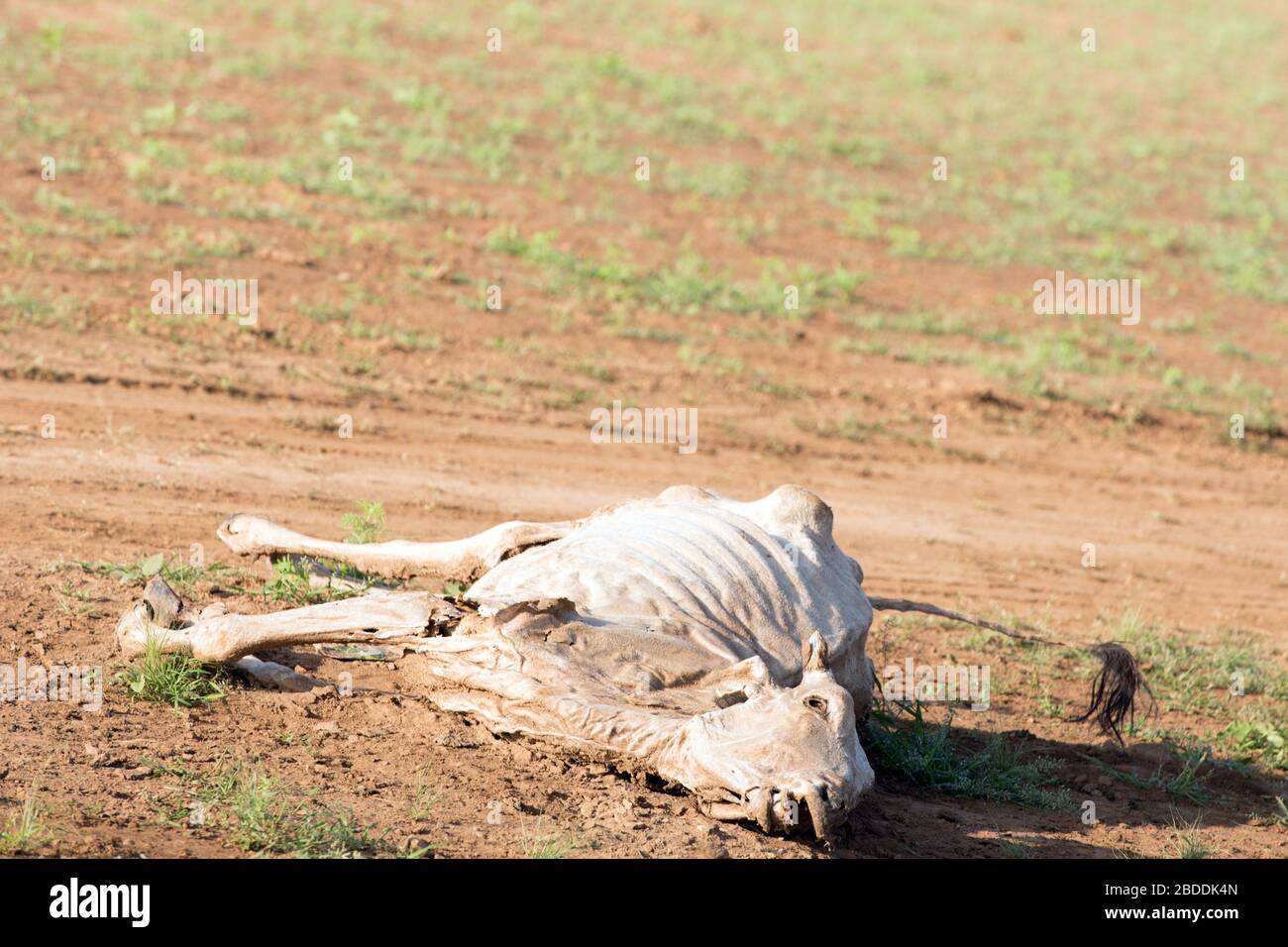 Cow carcass hi-res stock photography and images - Alamy