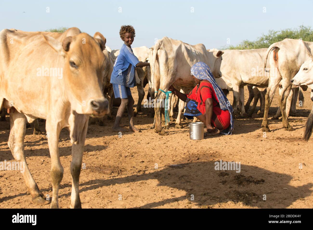 Milking cow boy hi-res stock photography and images - Alamy