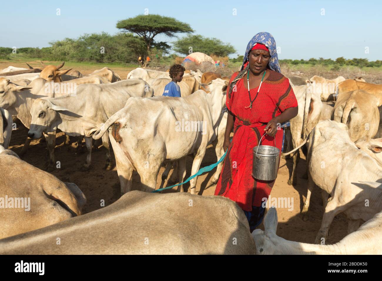 Pastoralism cow herders africa hi-res stock photography and images - Alamy