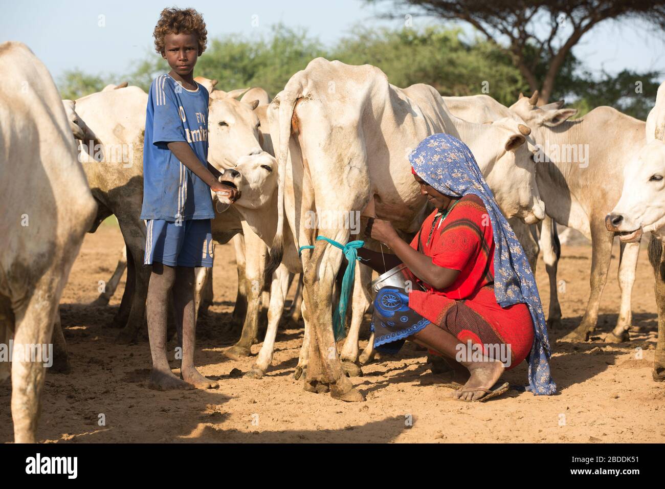 Young woman milking cow hi-res stock photography and images - Alamy