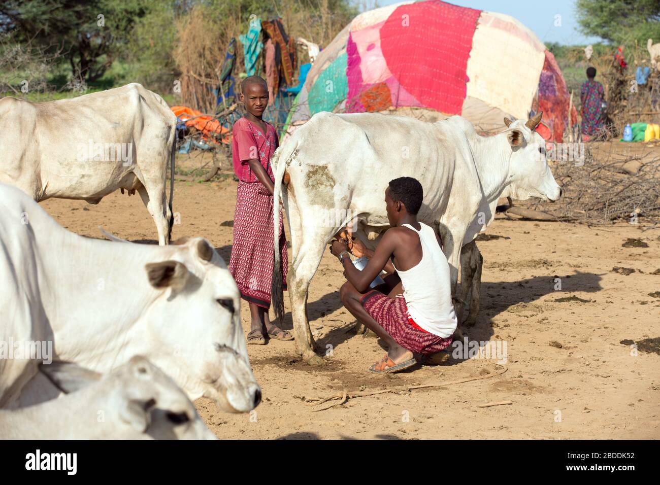 Milking Cow Boy High Resolution Stock Photography and Images - Alamy