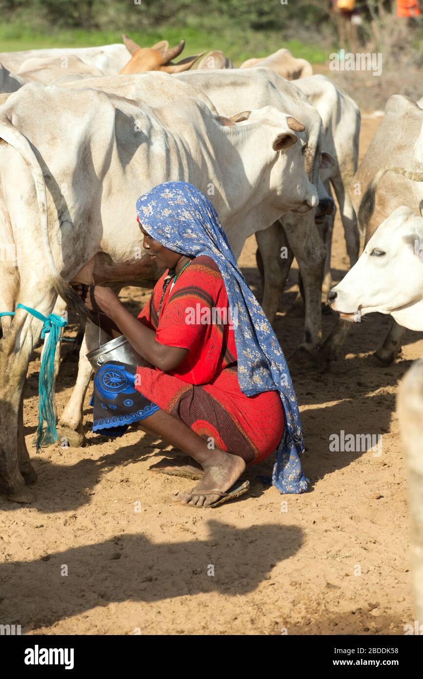 14.11.2019, Gode, Somali Region, Ethiopia - Traditional cattle farming ...