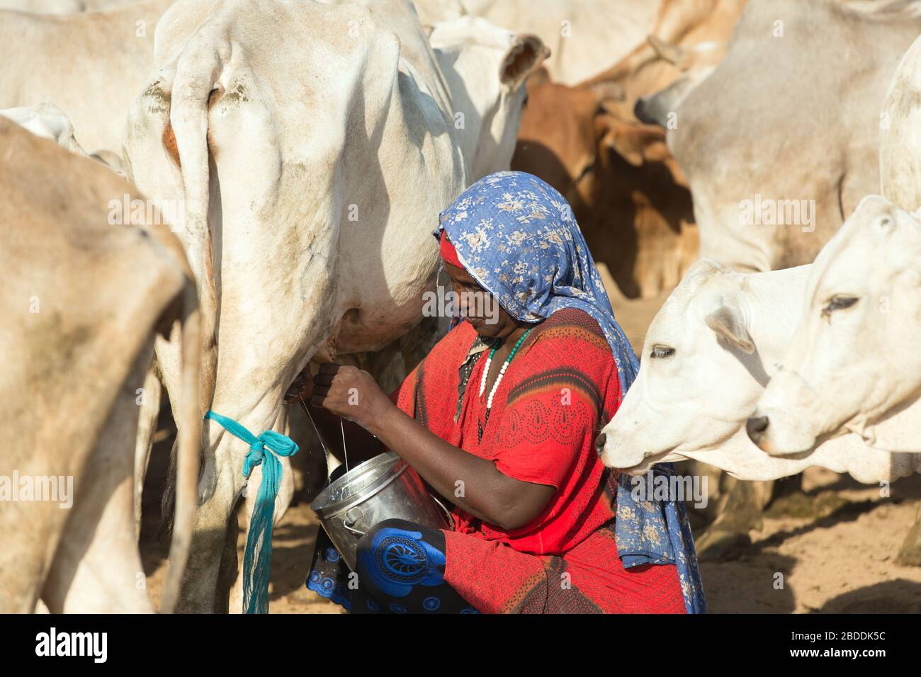 14.11.2019, Gode, Somali Region, Ethiopia - Traditional Livestock ...