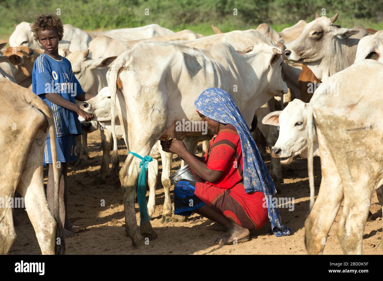 14.11.2019, Gode, Somali Region, Ethiopia - Traditional cattle farming ...