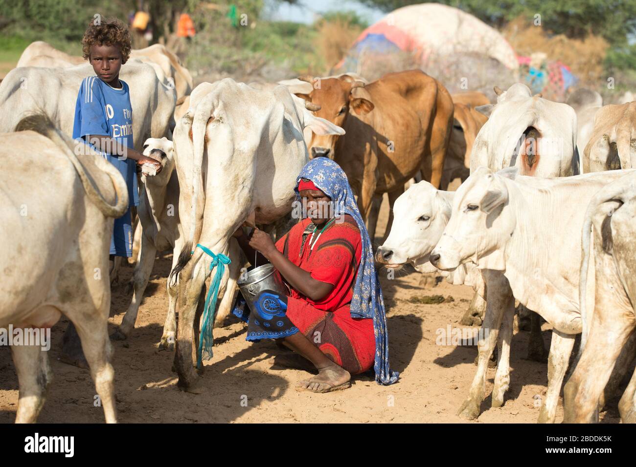 14.11.2019, Gode, Somali Region, Ethiopia - Traditional cattle farming ...
